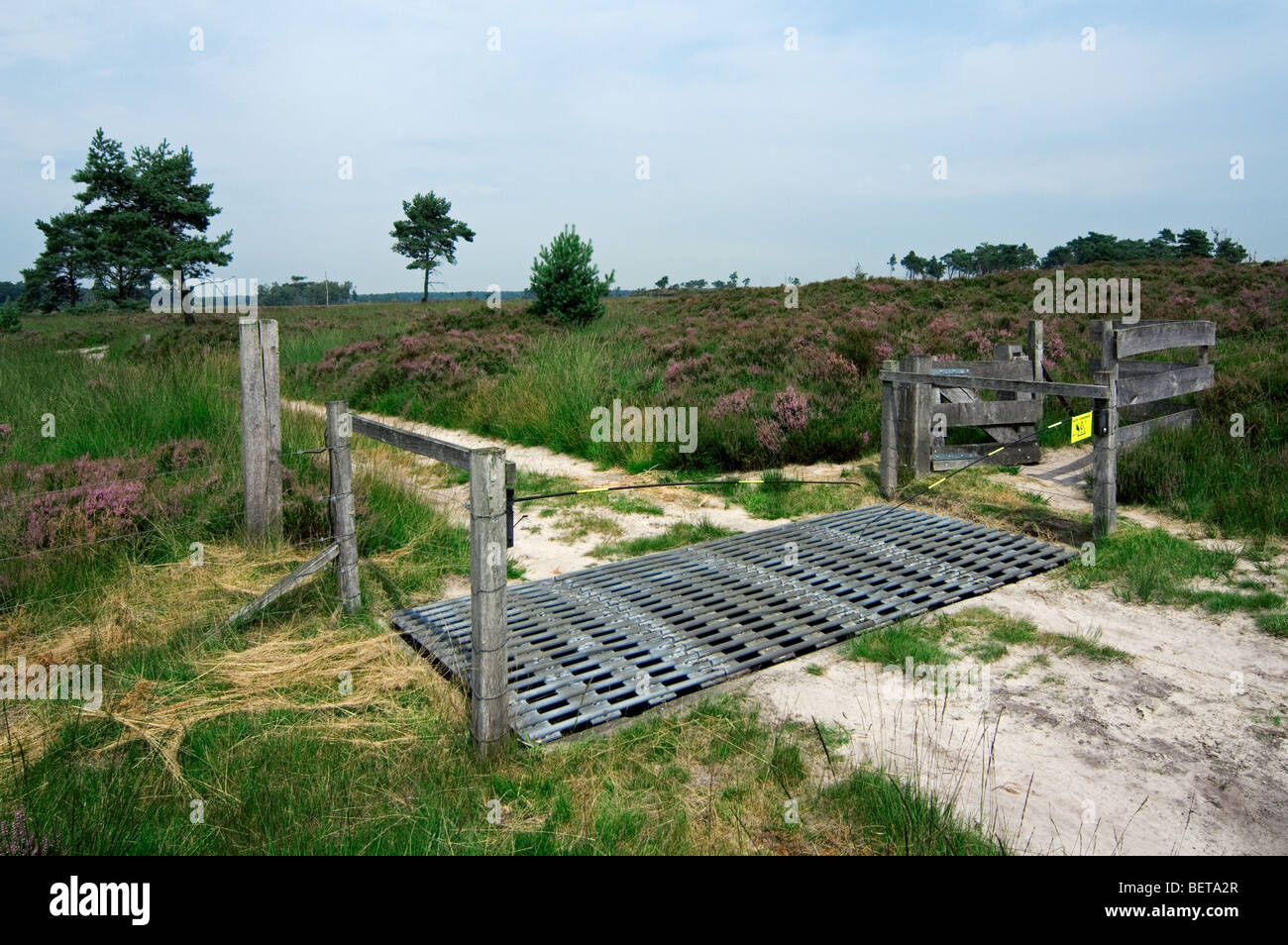 Steel cattle grid in sheep enclosure in heathland Stock Photo - Alamy