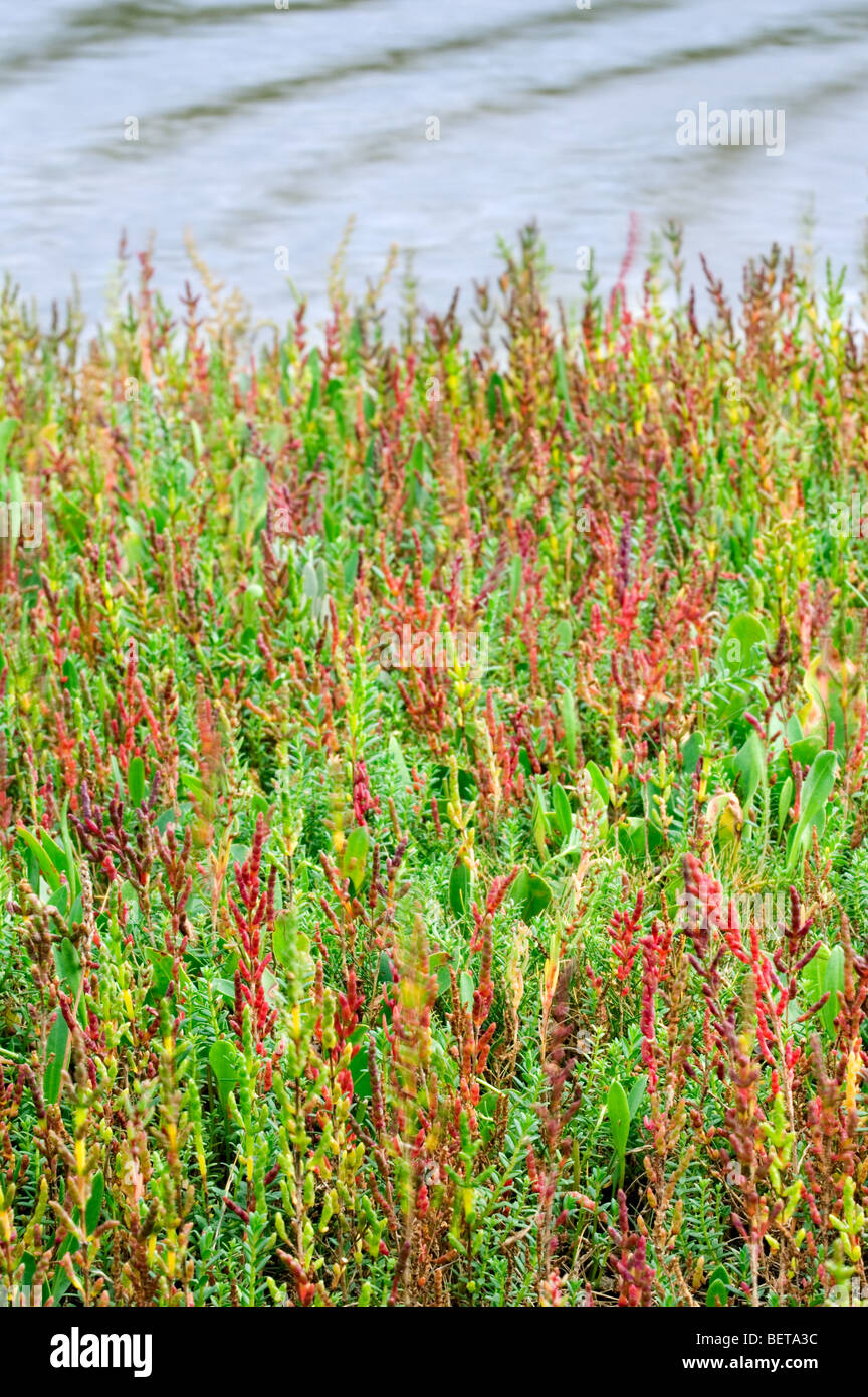 Marsh samphire / Glasswort (Salicornia europaea) on salt marsh turning ...