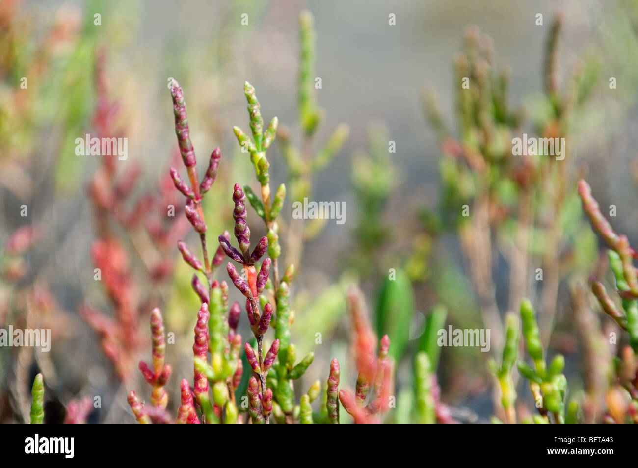 Marsh samphire hi-res stock photography and images - Alamy