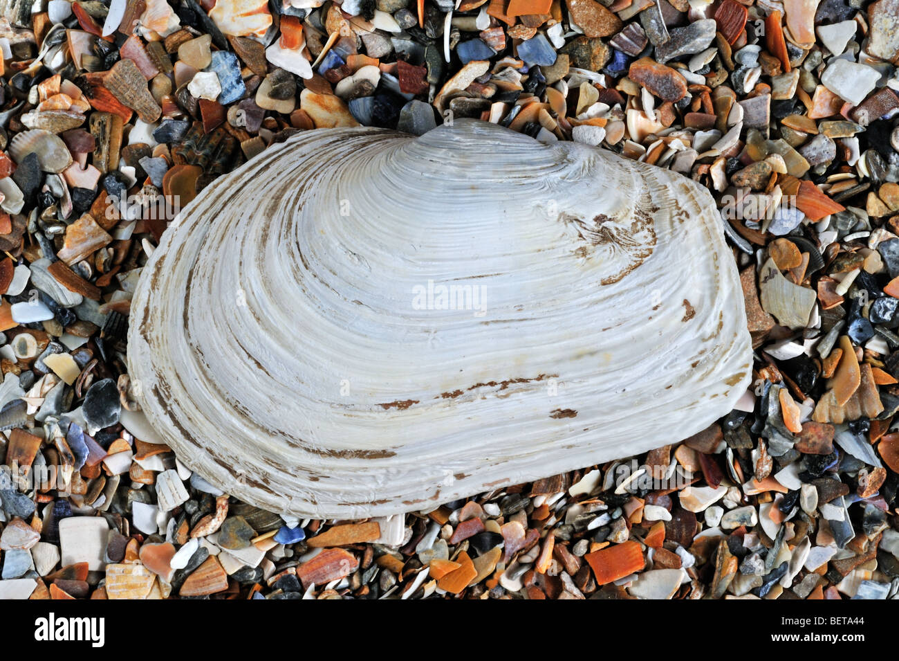 Blunt gaper (Mya truncata) shell on beach, Belgium Stock Photo - Alamy