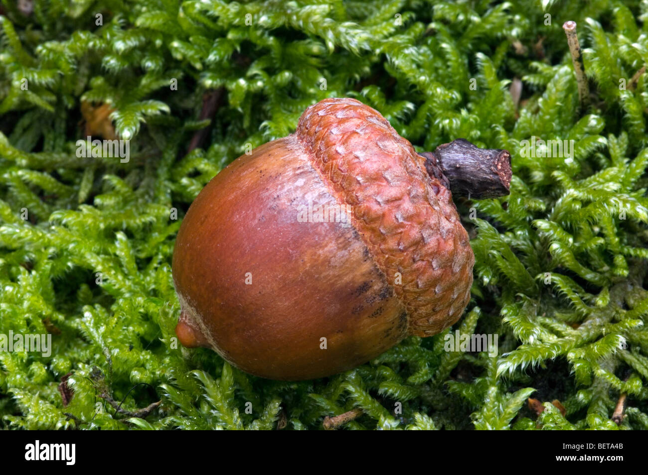 English Oak Tree (Quercus robur) acorn on moss, Belgium Stock Photo - Alamy
