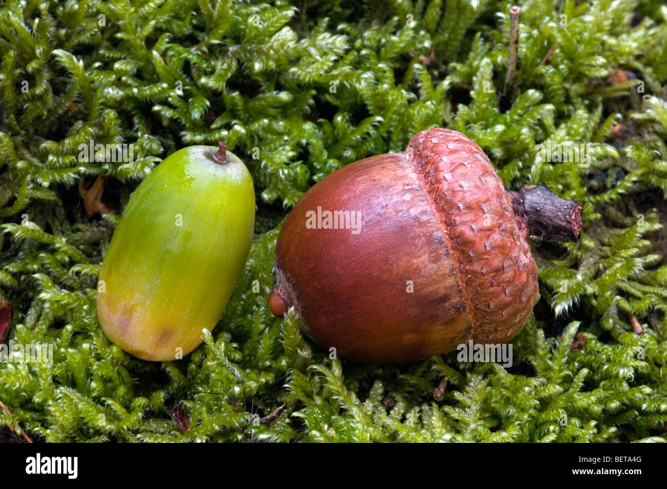 English Oak Tree (Quercus robur) acorns on moss, Belgium Stock Photo ...