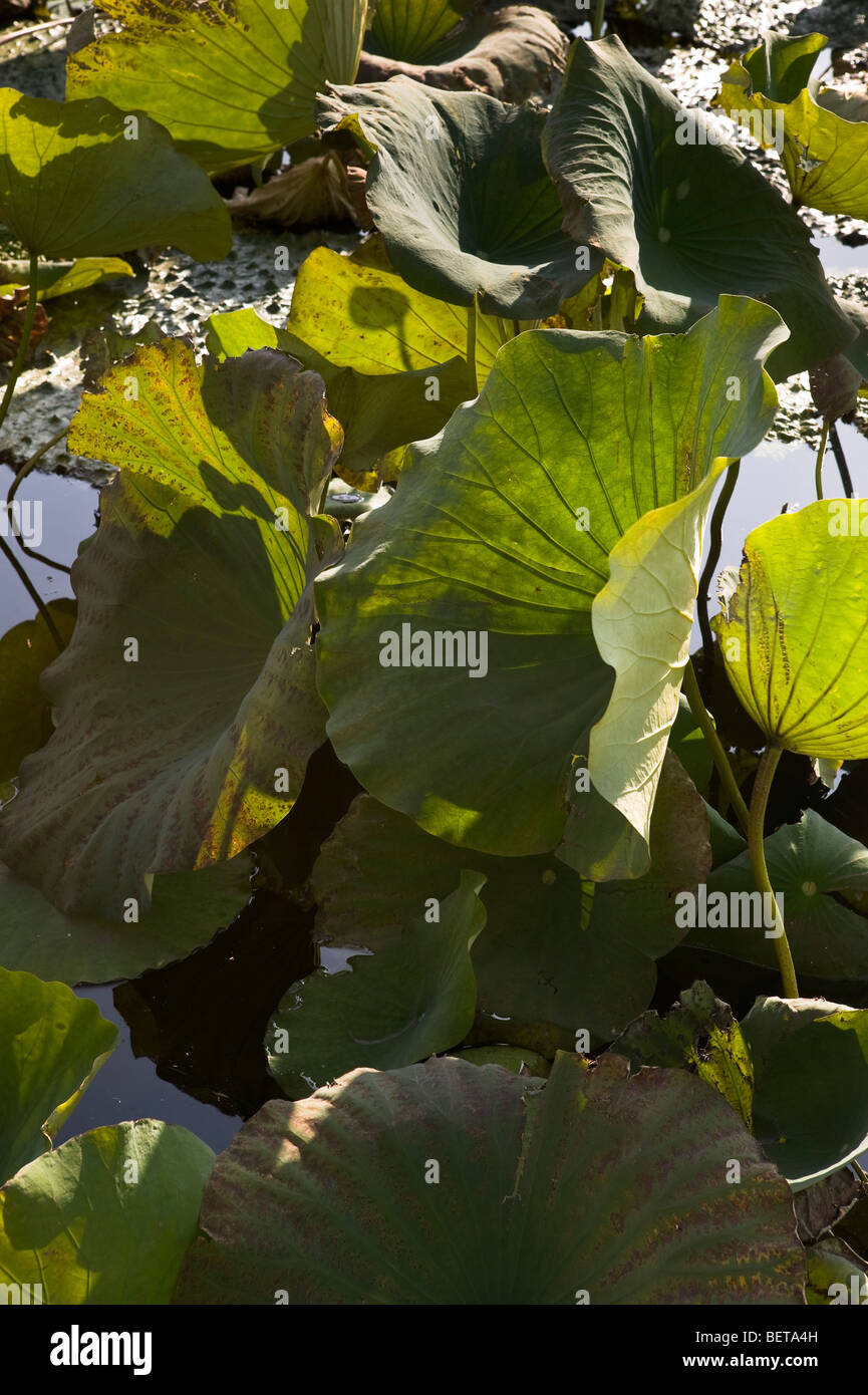 Nelumbo nucifera, lotus leaves Stock Photo - Alamy