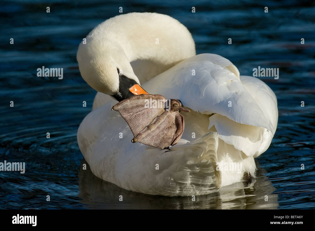 Preening Swan High Resolution Stock Photography and Images - Alamy