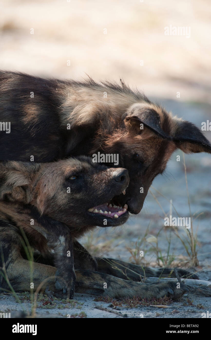 Rare animal species hi-res stock photography and images - Alamy