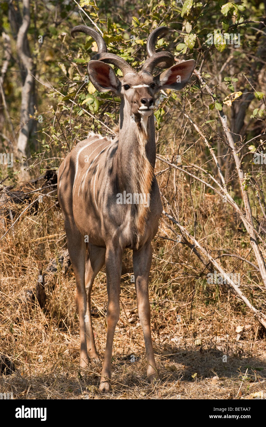 Close-up of alert beautiful male Kudu standing sunlit in open, green ...
