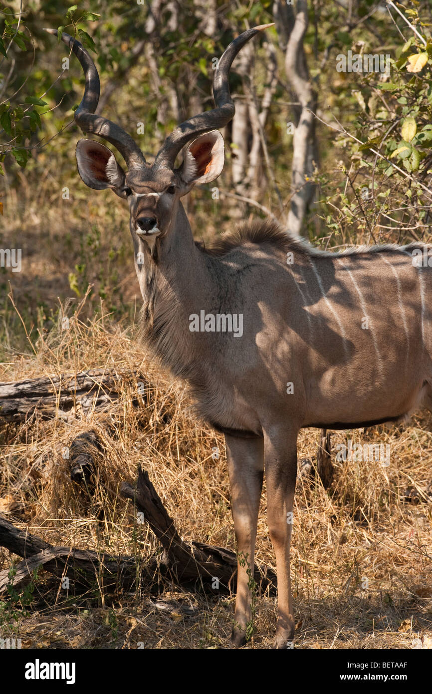 Close-up of alert beautiful male Kudu standing in open partial shade of ...