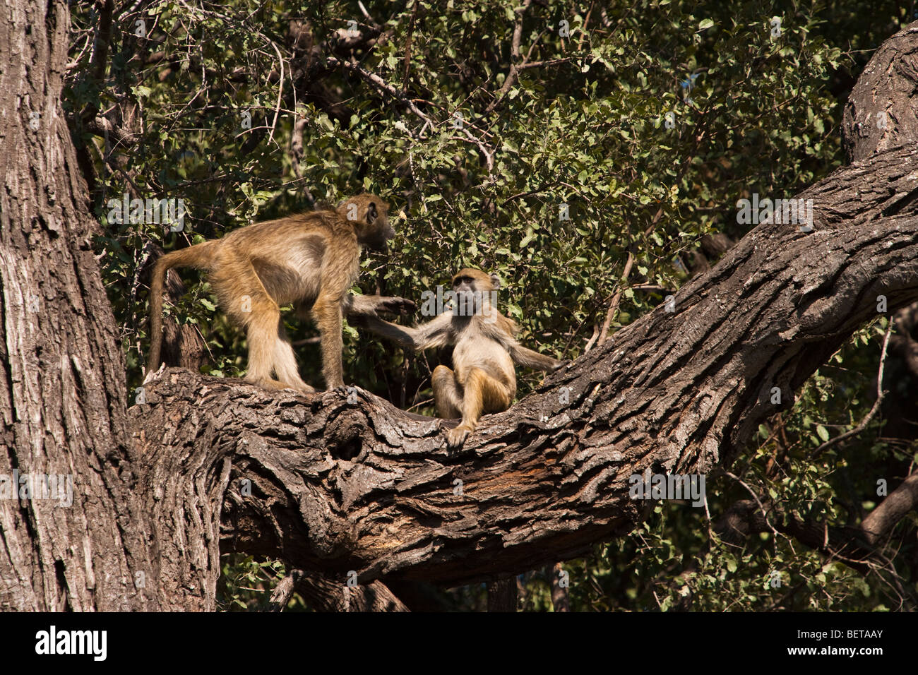 Excited animal animated hi-res stock photography and images - Alamy