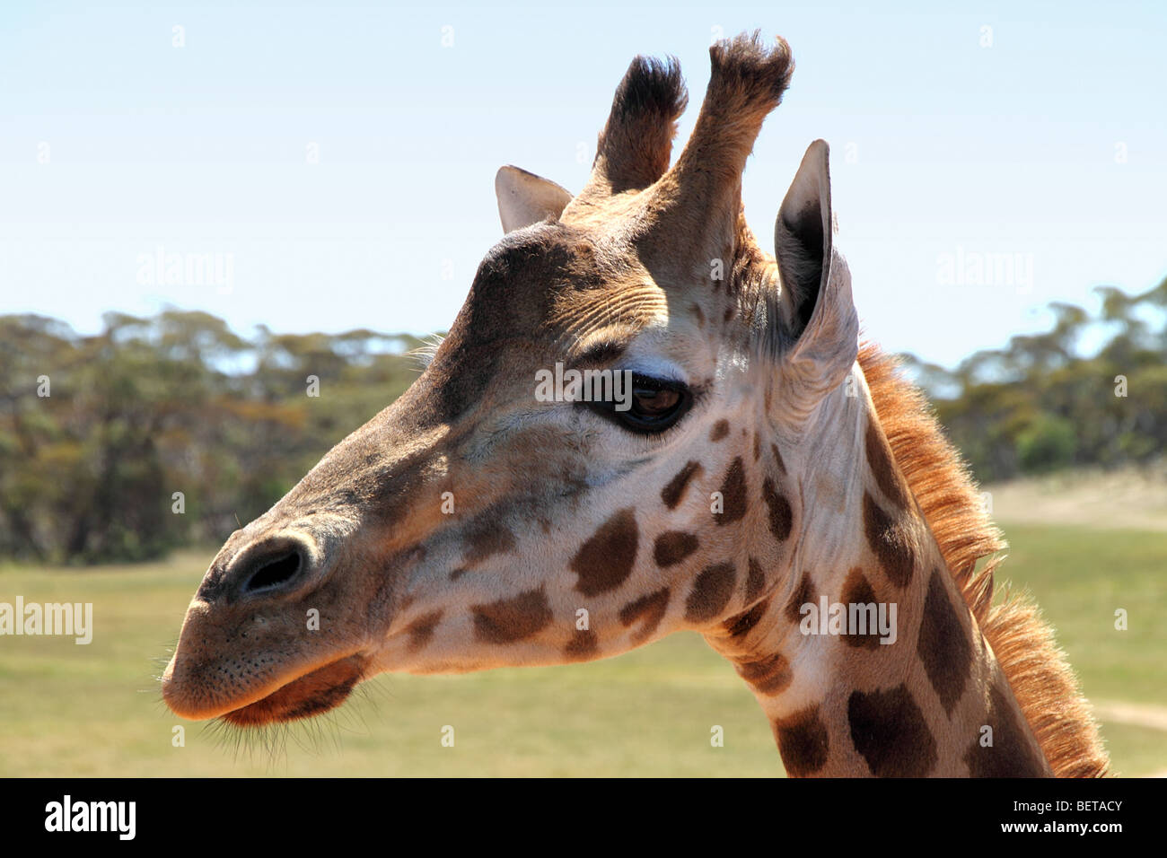 Portrait of a Giraffe (Giraffa camelopardalis) head detail Stock Photo ...