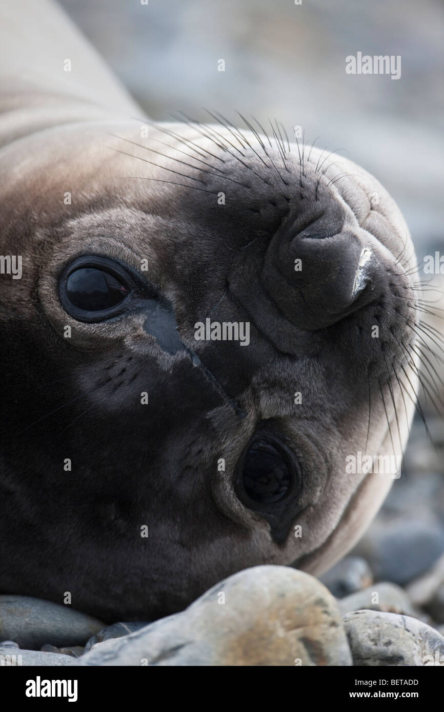 Sad Seal