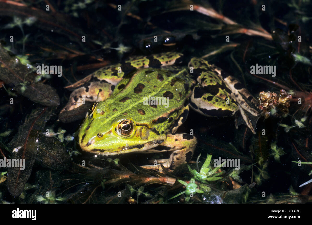 European edible frog (Rana esculenta) in pond, Belgium Stock Photo - Alamy