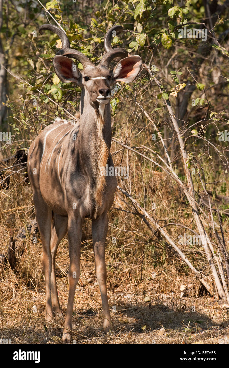 Close-up of alert beautiful male Kudu standing sunlit in open, green ...