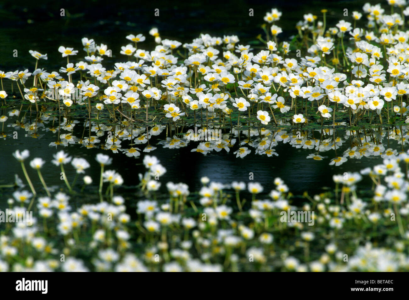 Common water crowfoot (Ranunculus aquatilis) in pond, Belgium Stock ...
