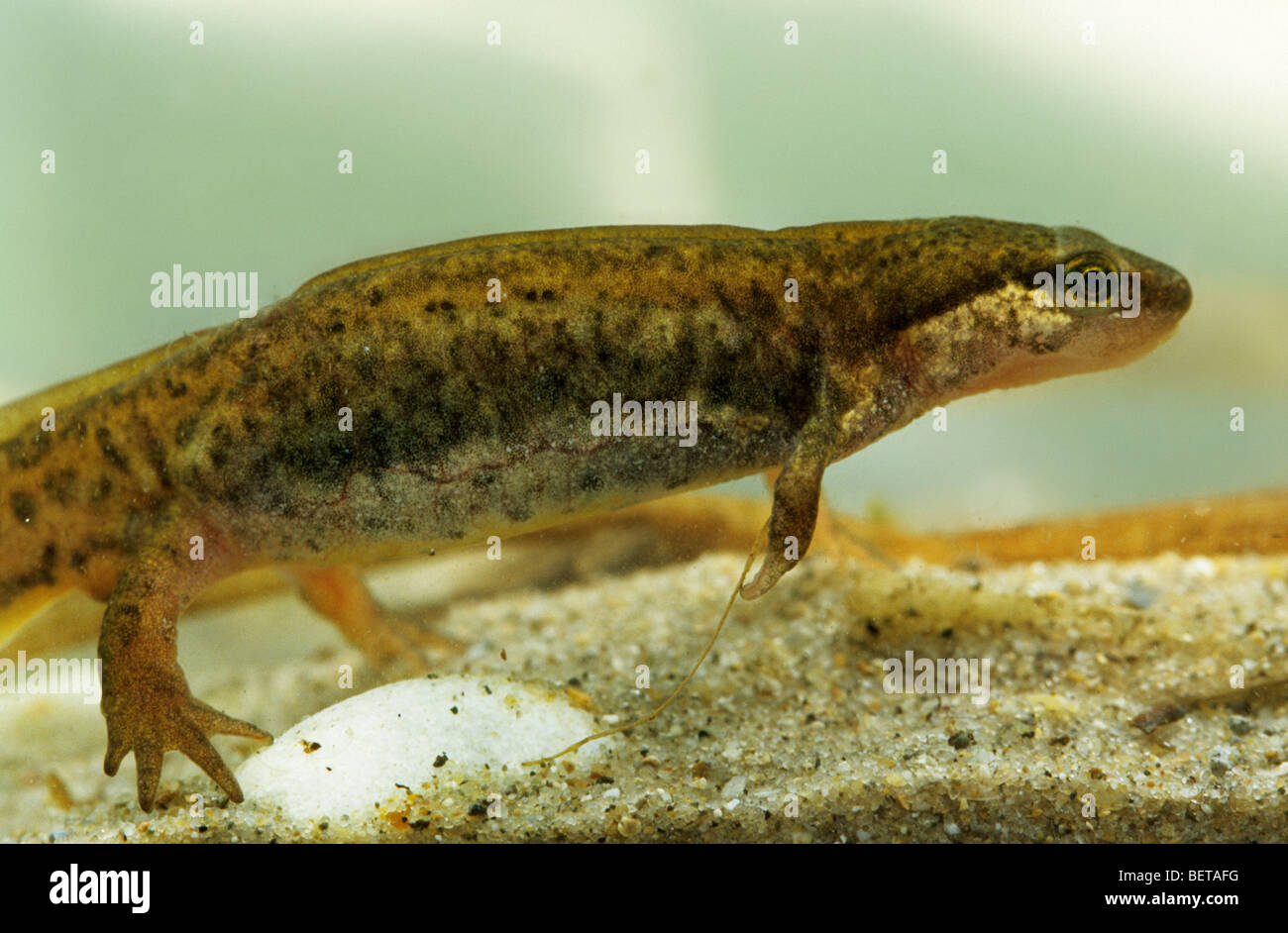 Common / Smooth newt (Lissotriton vulgaris / Triturus vulgaris) in pond ...