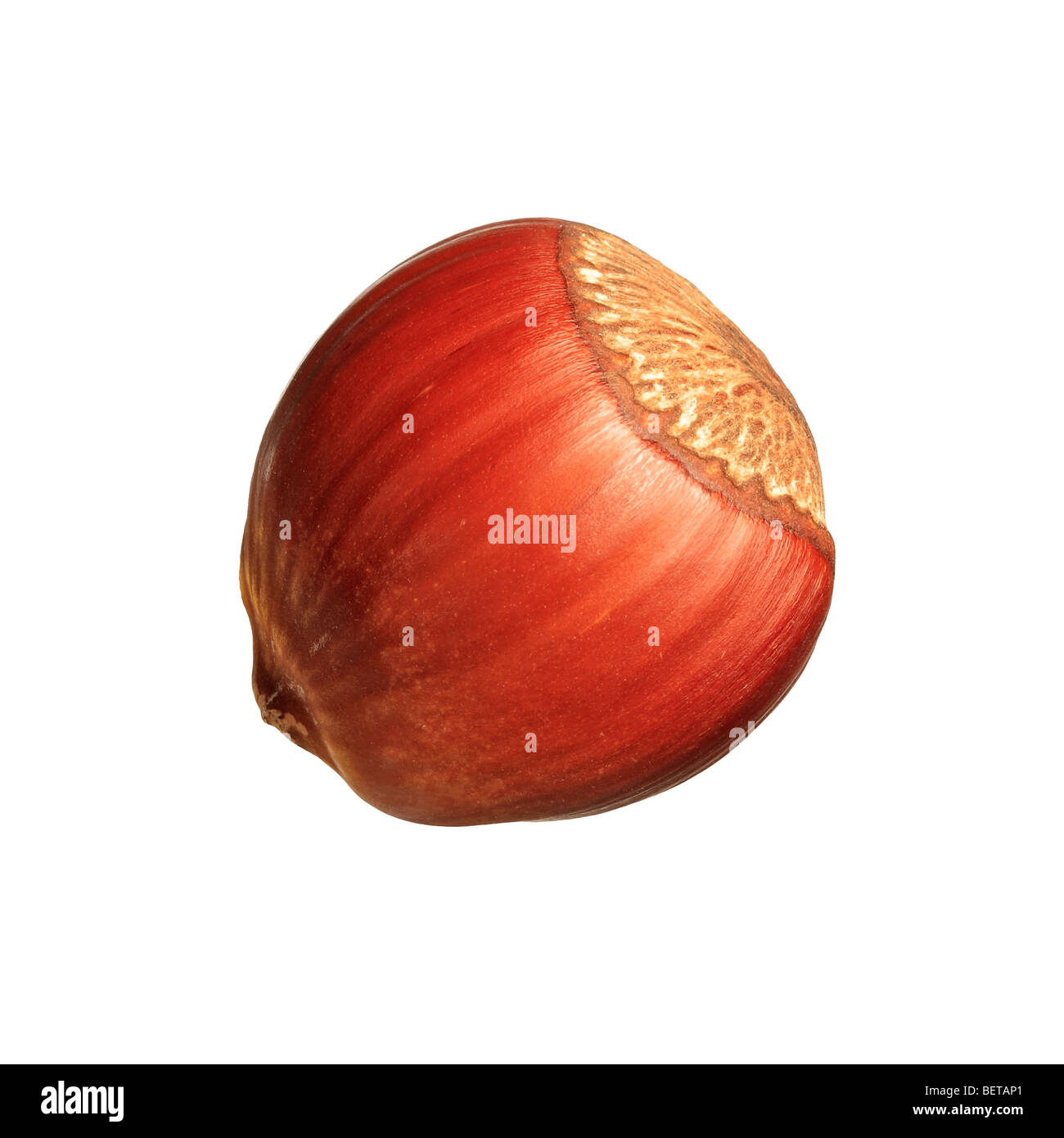 Closeup of hazelnut isolated on white background Stock Photo - Alamy