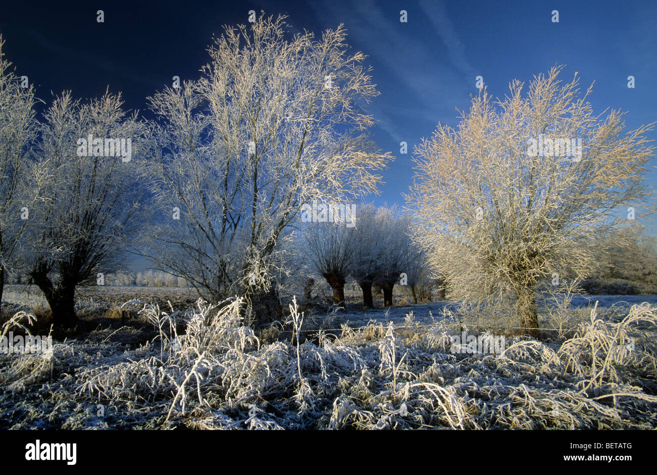 Willow salix sp covered with frost hi-res stock photography and images ...
