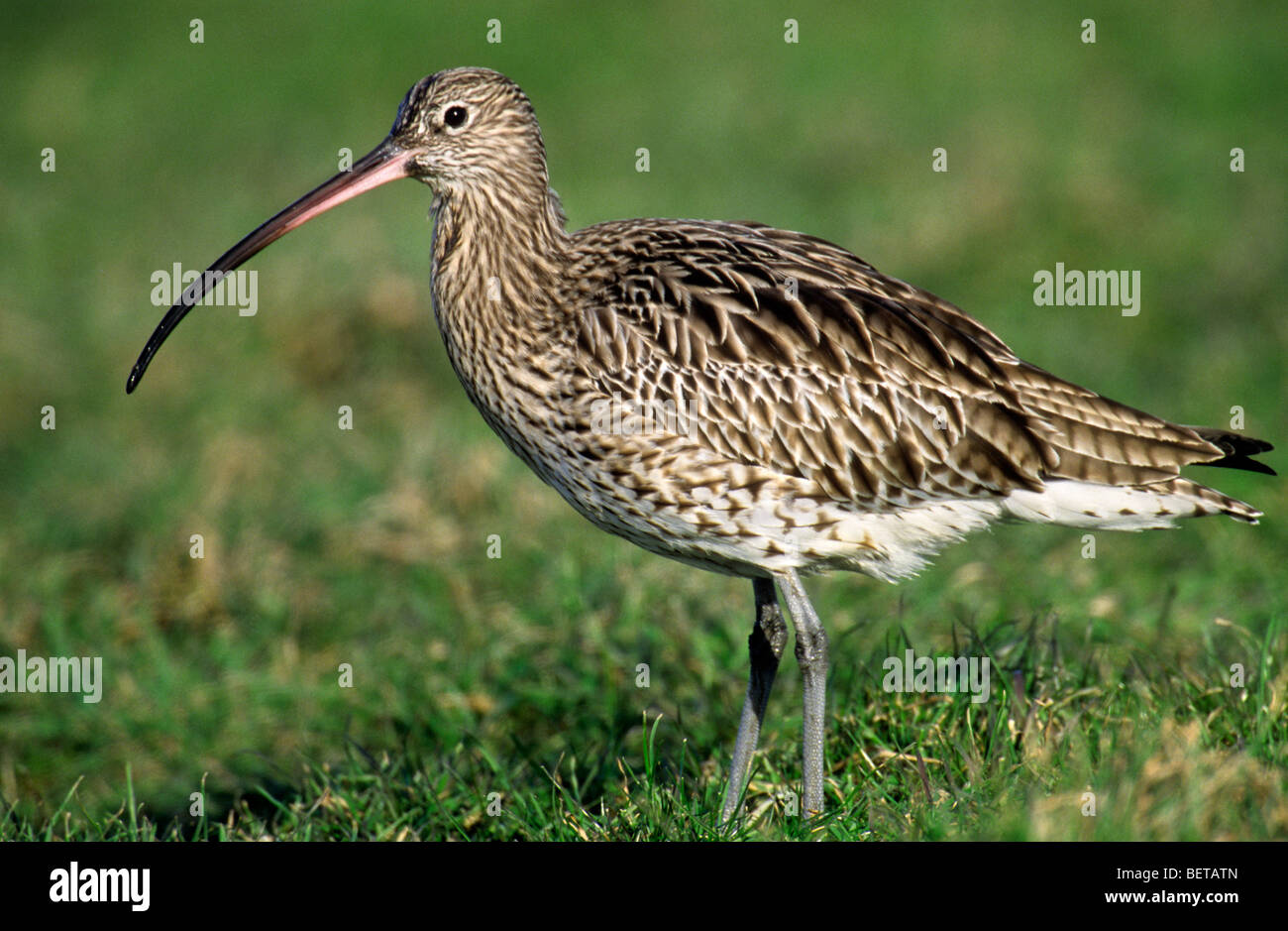 Eurasian Curlew (Numenius arquata) foraging in meadow Stock Photo - Alamy