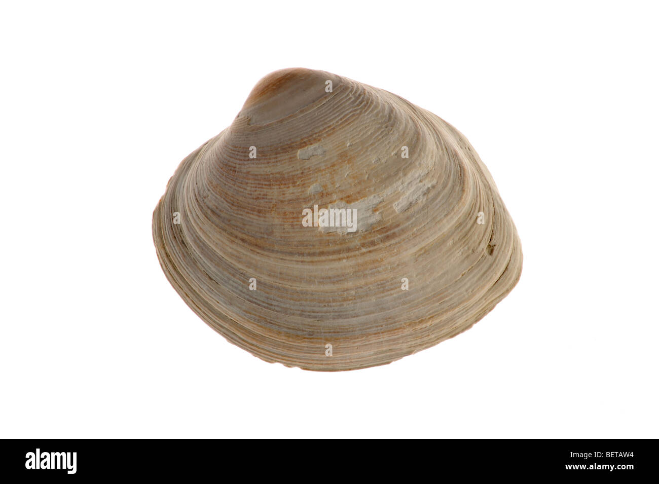 Fossil Carpet shell (Venerupis senescens) on white background Stock ...