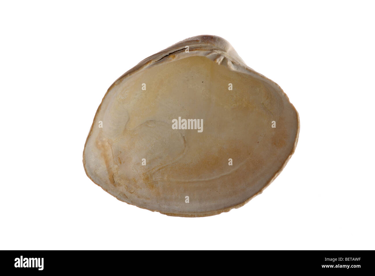 Fossil Carpet shell (Venerupis senescens) on white background Stock ...