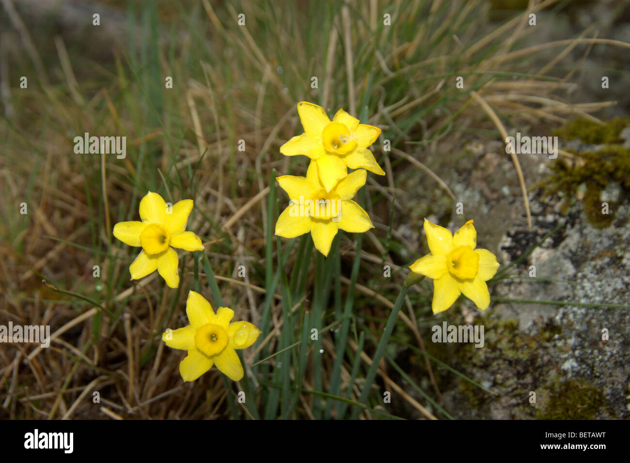Rupicola Daffodil (Narcissus rupicola Stock Photo - Alamy