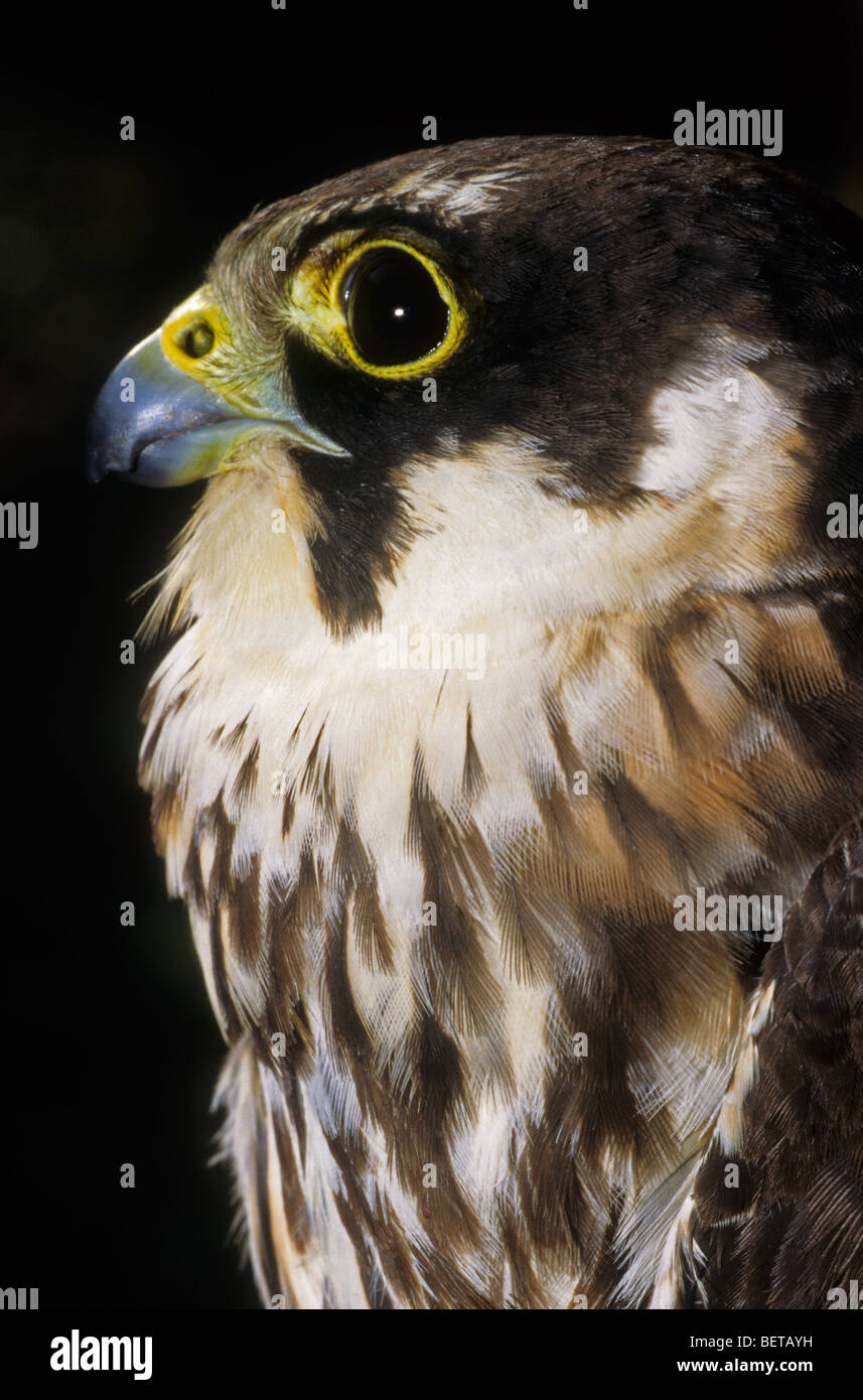 Hobby portrait (Falco subbuteo), Belgium Stock Photo - Alamy