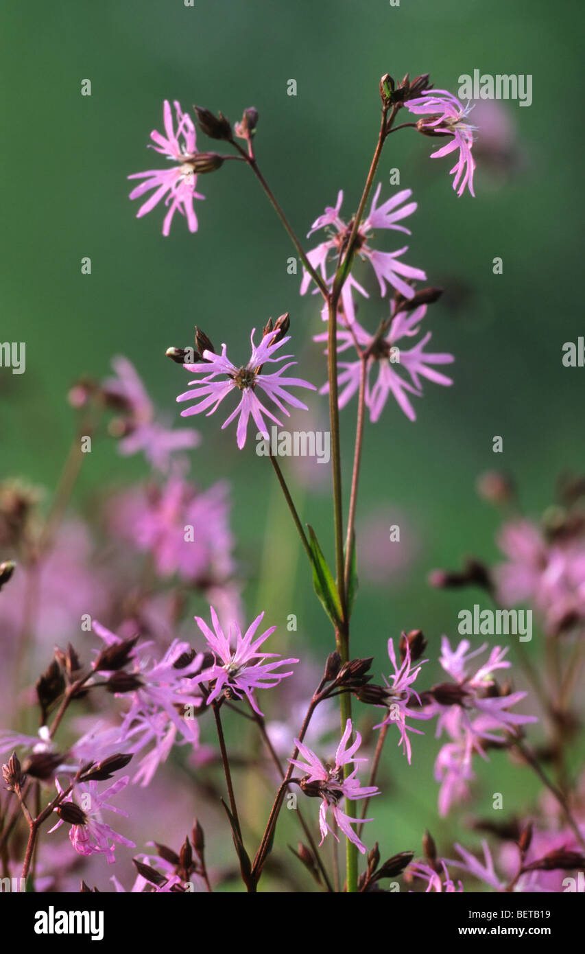 Ragged robin uk hi-res stock photography and images - Alamy