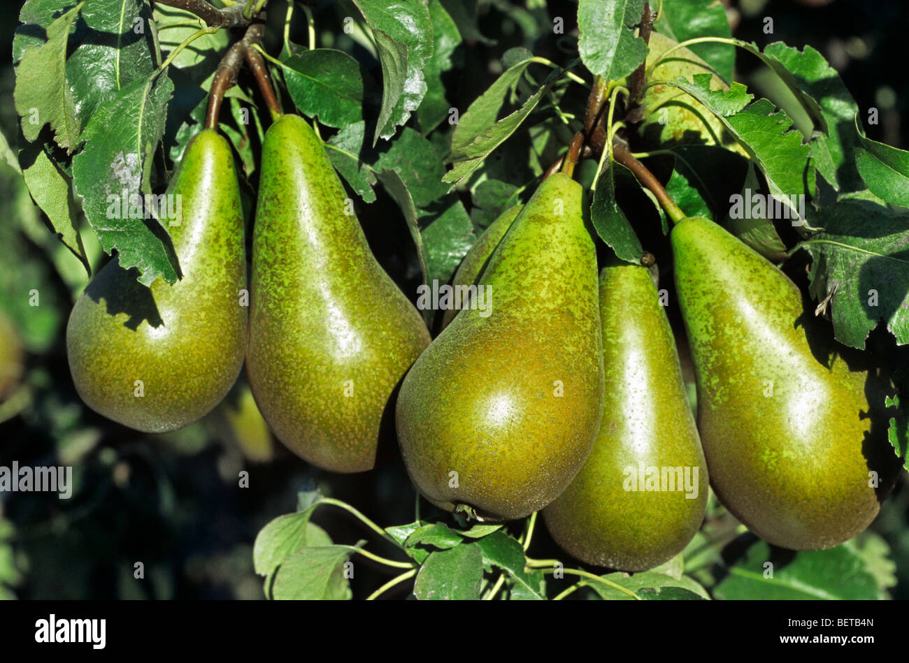 Cultivated pears Conference variety (Pyrus communis), Belgium Stock ...
