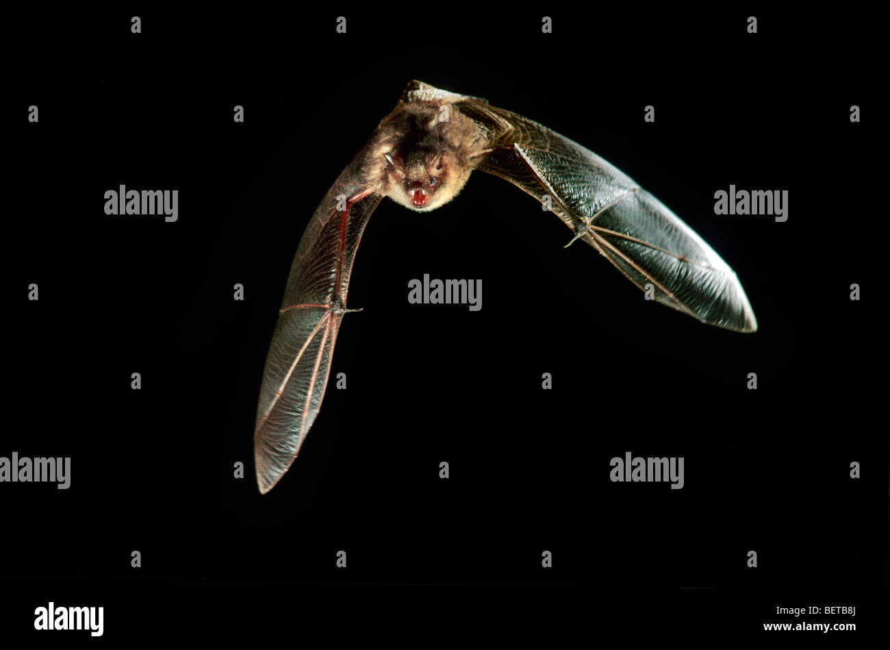 Bat Hunting Europe High Resolution Stock Photography and Images - Alamy