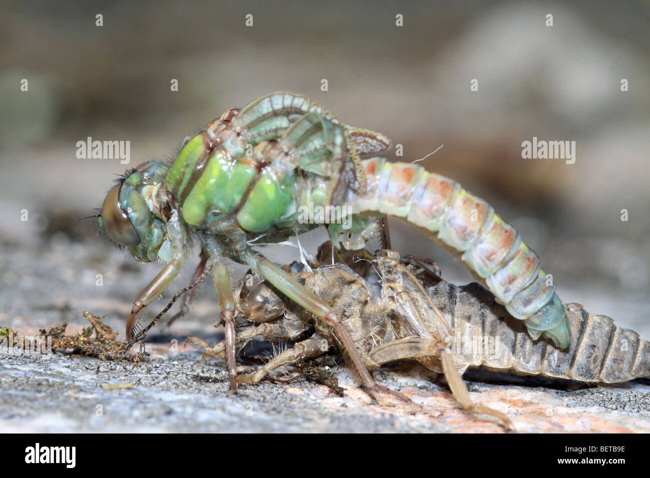 Hatching dragonfly hi-res stock photography and images - Alamy