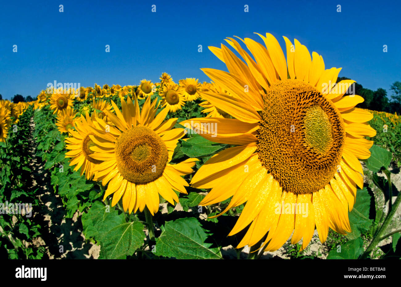 Sunflower (Helianthus annuus) field, Europe Stock Photo - Alamy