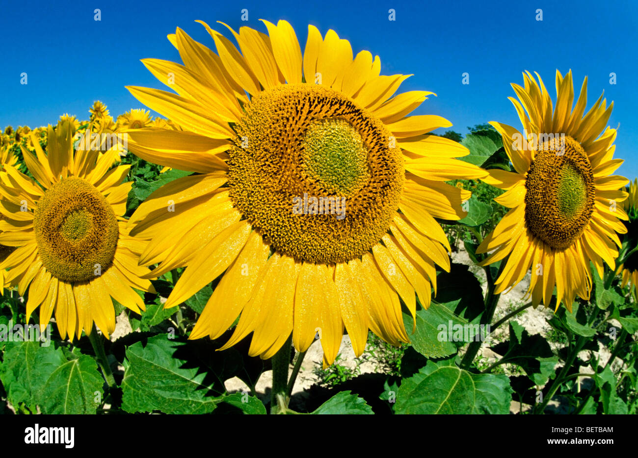Compositae sunflower hi-res stock photography and images - Alamy