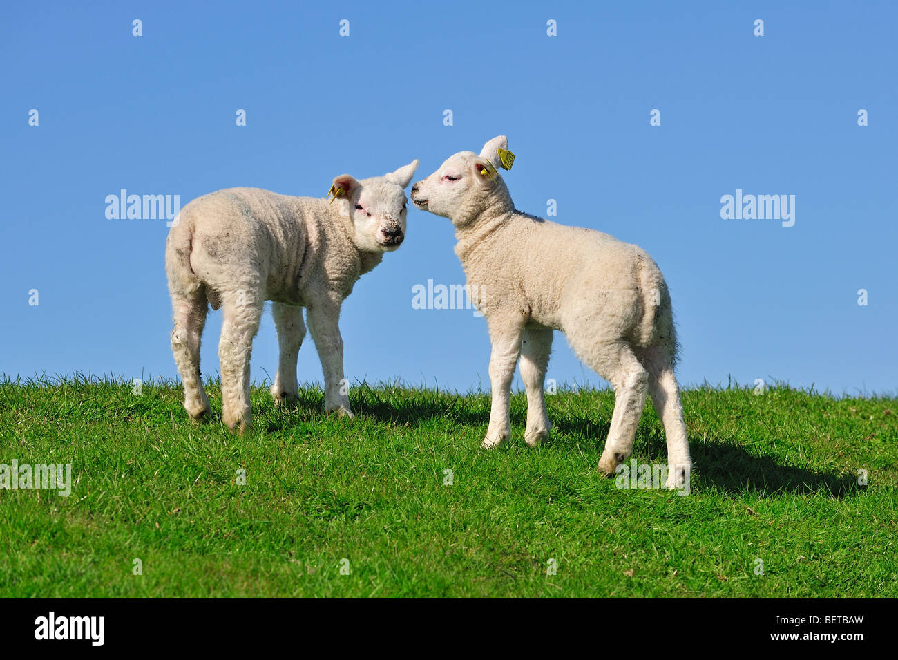 Two white domestic Texel sheep (Ovis aries) lambs sniffing each other ...