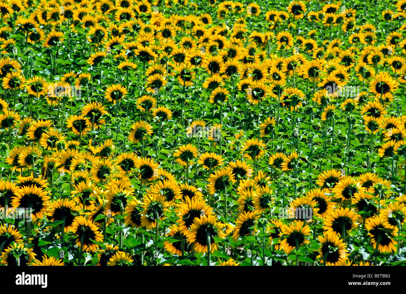 Sunflower (Helianthus annuus) field, Europe Stock Photo - Alamy