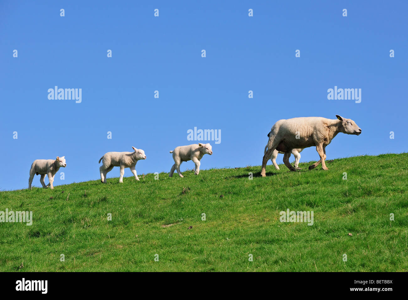 Following white sheep flock walking hi-res stock photography and images ...