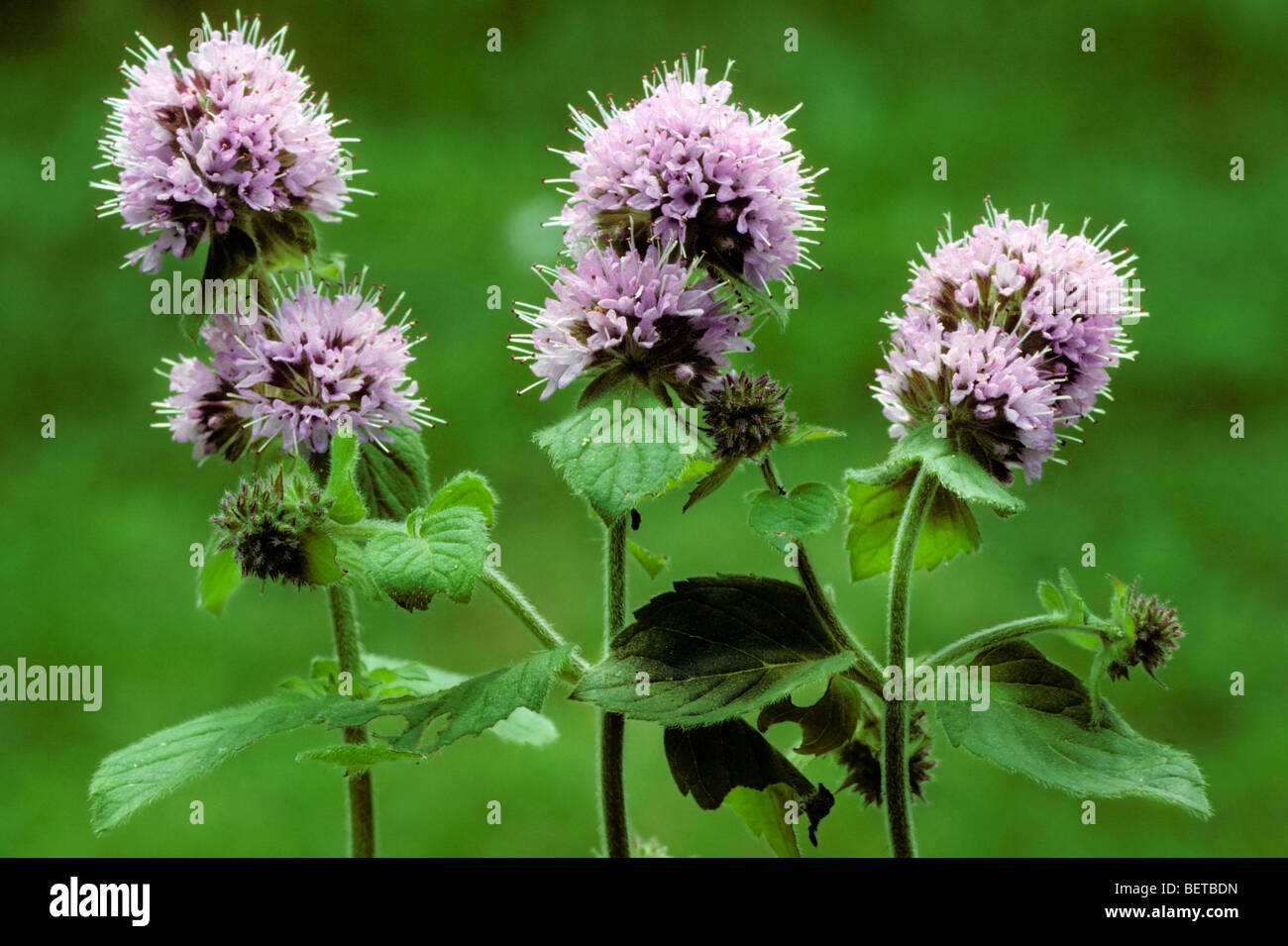 Watermint (Mentha aquatica) in flower in spring, Europe Stock Photo - Alamy