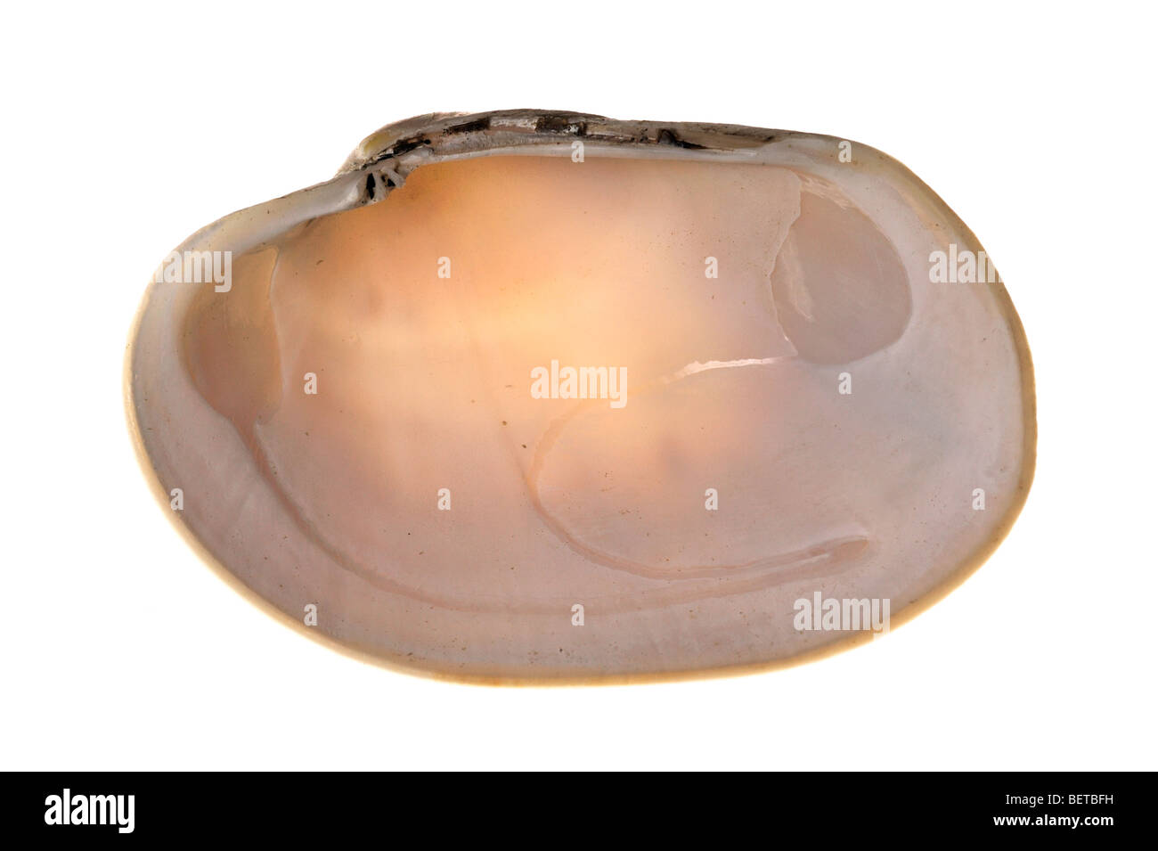 Pullet carpet shell (Venerupis senegalensis) showing anterior and ...