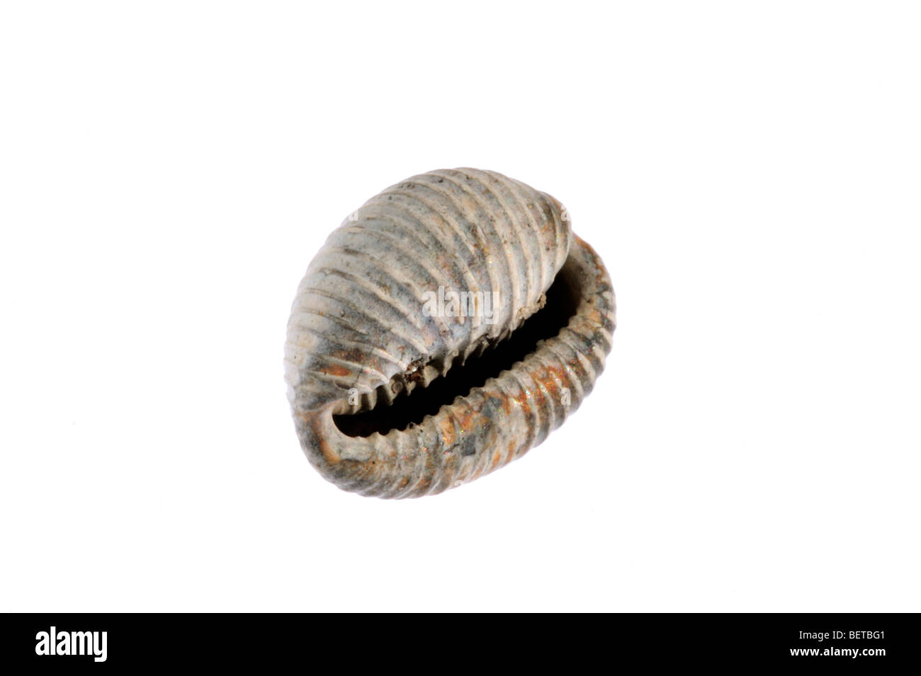 Arctic cowrie / Northern cowrie (Trivia arctica) shell on white ...