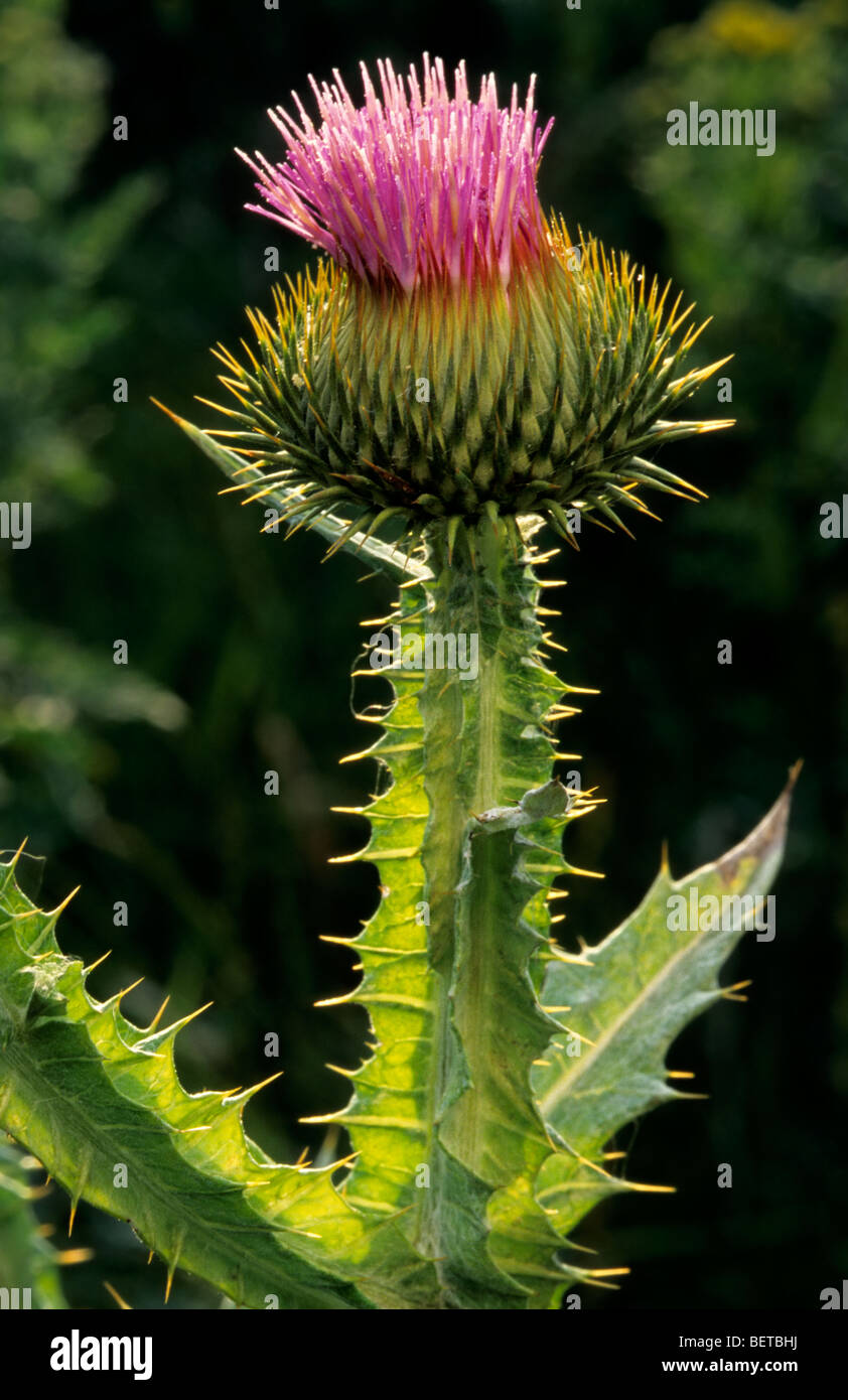 Cotton thistle / Scotch thistle (Onopordum acanthium), Europe Stock ...