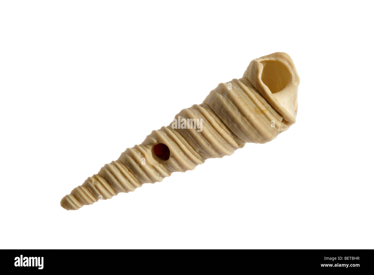 Shell hole hi-res stock photography and images - Alamy