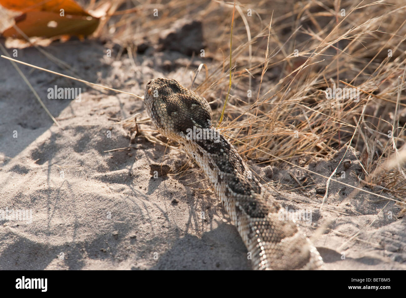Puff Adder Head