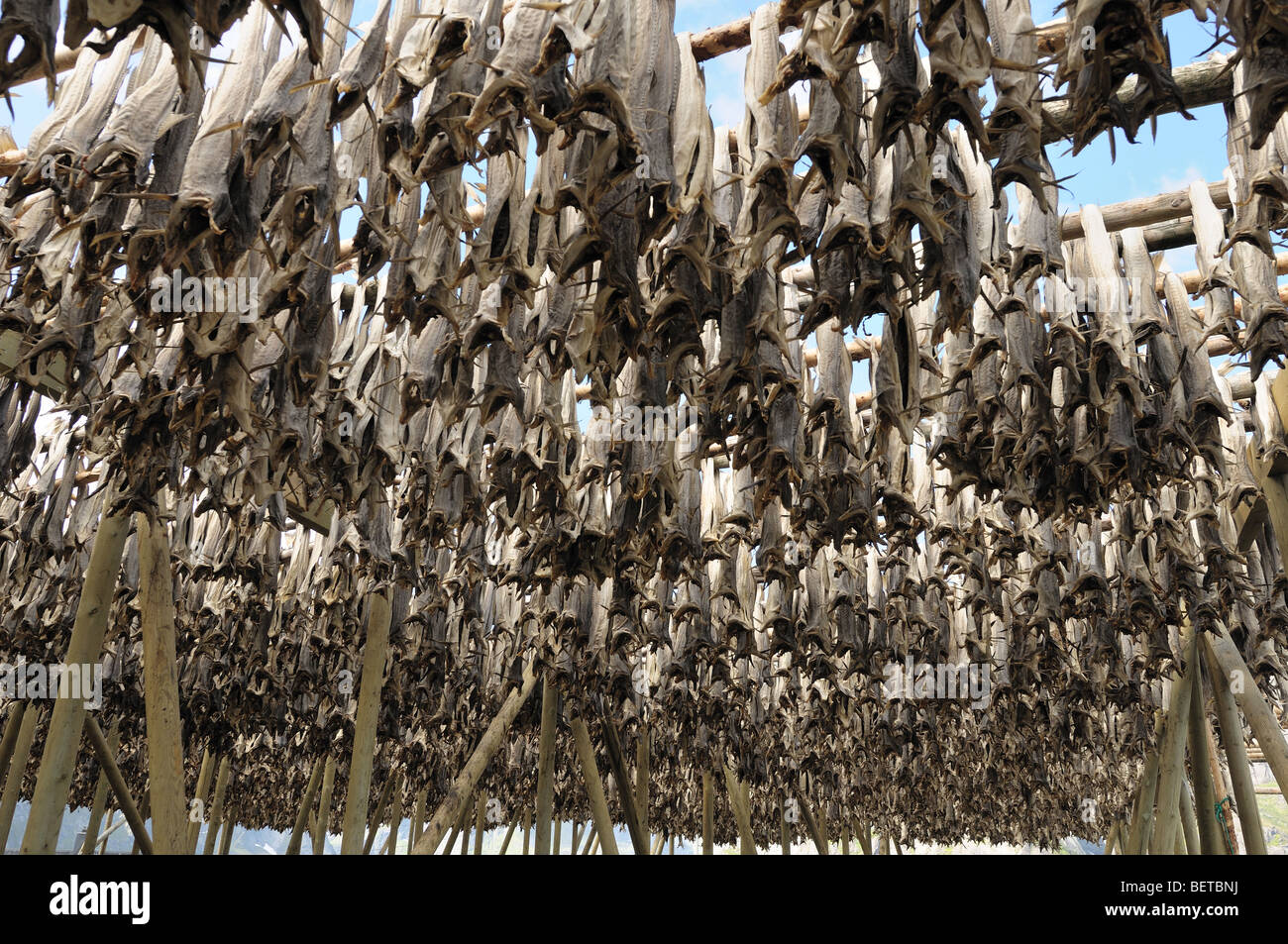 Fish drying in Norwegian sun on the Lofoten Islands in Norway Stock ...