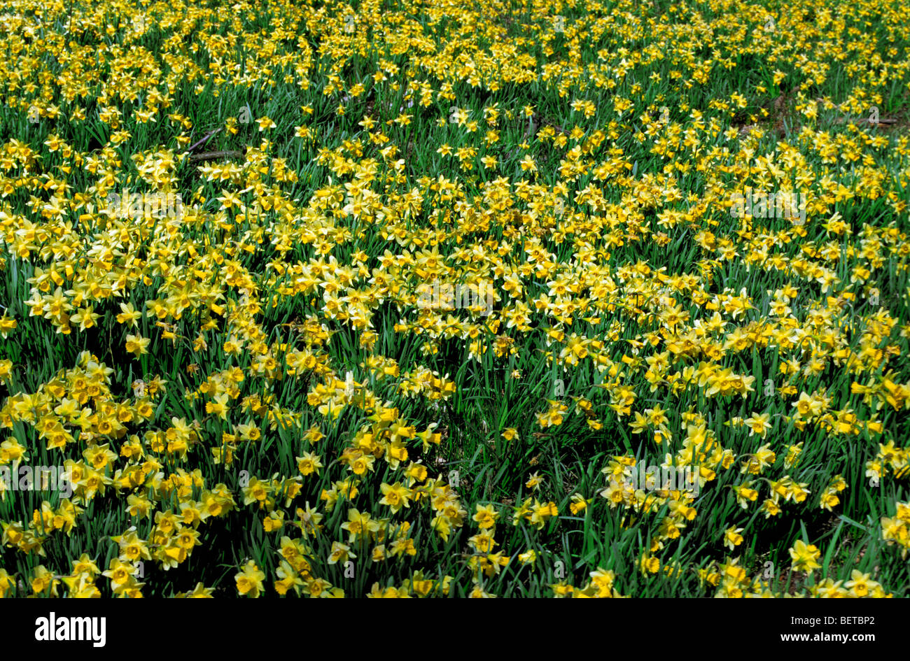 Wild daffodil / Lent lily (Narcissus pseudonarcissus) in flower in ...