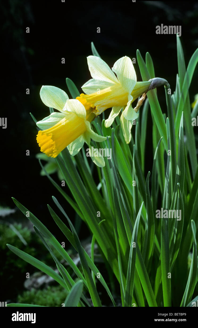 Wild daffodil / Lent lily (Narcissus pseudonarcissus) in flower in ...