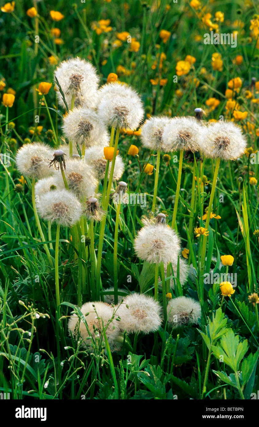 Common dandelions (Taraxacum officinale), wildflowers showing seed ...
