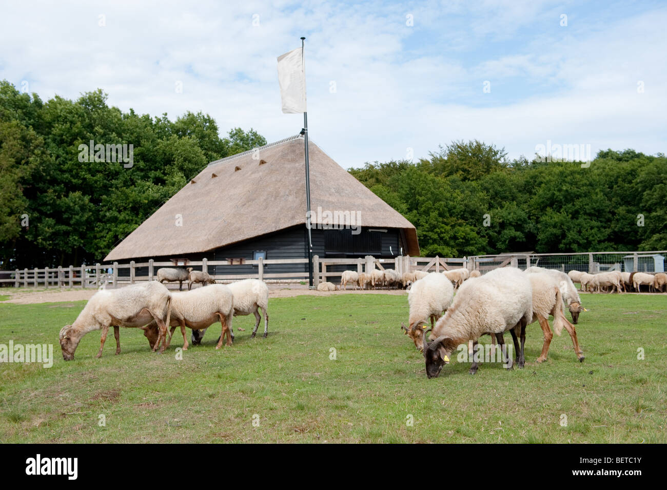 Dutch typical sheep fold with animals outdoor Stock Photo - Alamy
