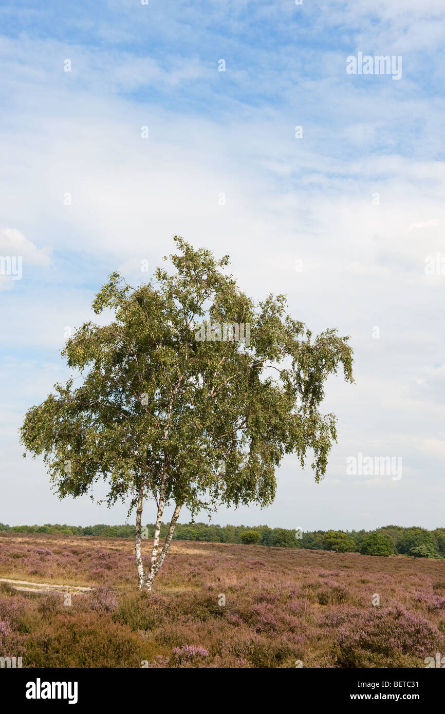 Landscape with birch in purple heath fields Stock Photo - Alamy