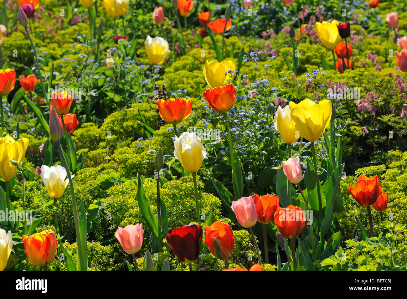 Colourful tulips (Tulipa sp.) flowering in flower garden of Keukenhof ...