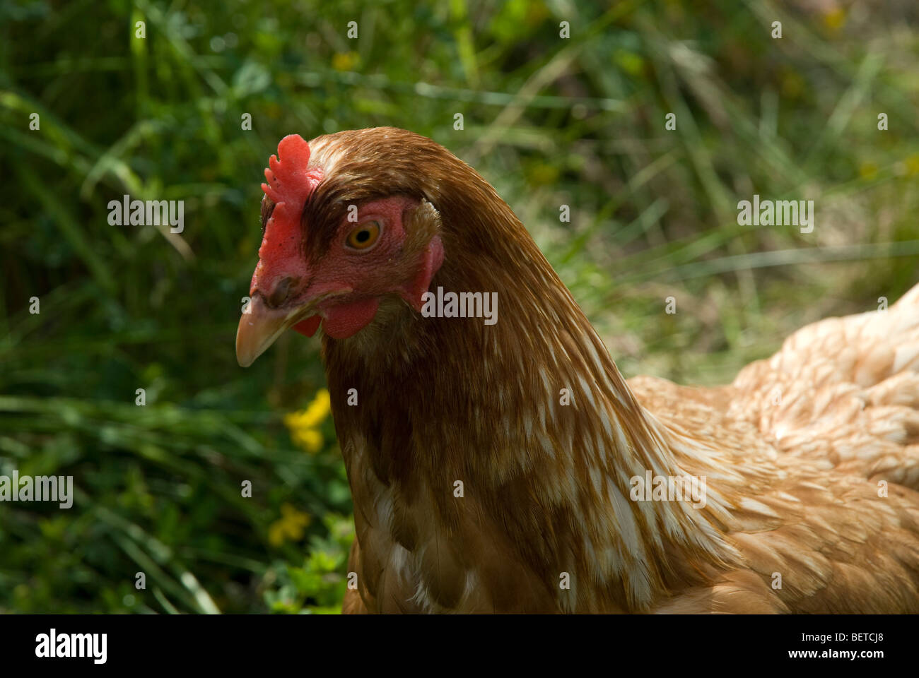 Freerange hens hi-res stock photography and images - Alamy