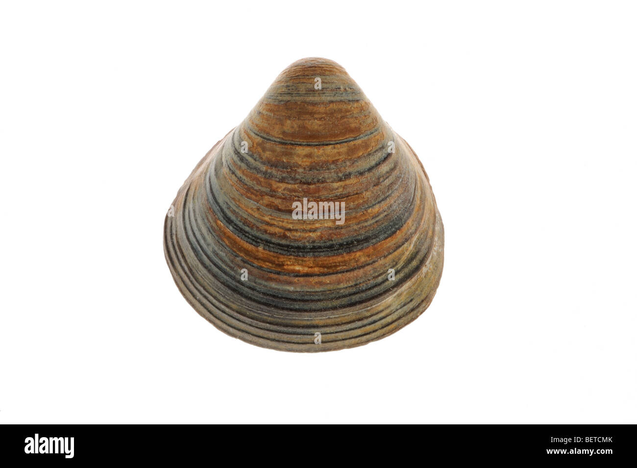 Fossil shell Corbicula fluminalis on white background Stock Photo - Alamy