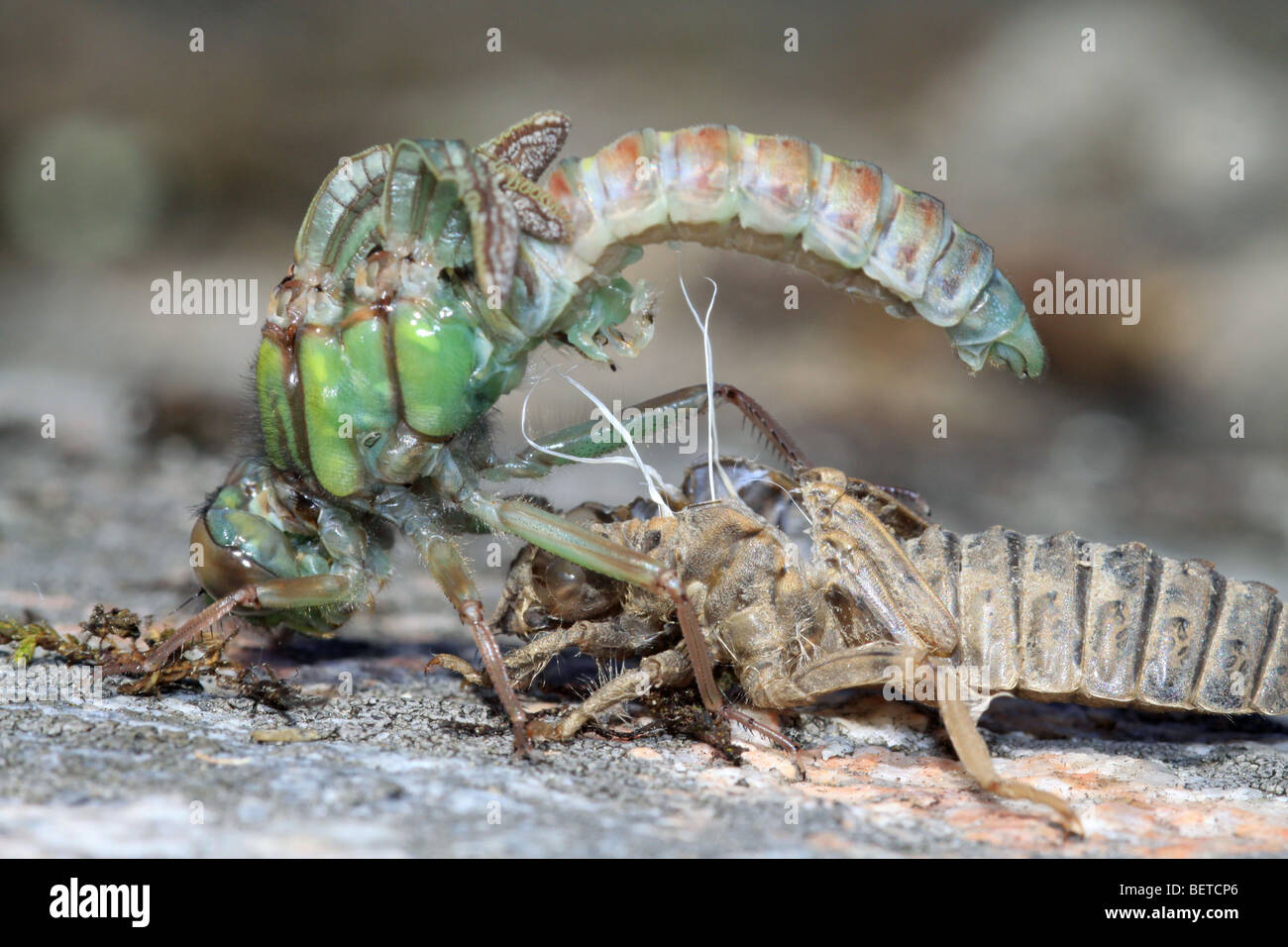 Hatching dragonfly hi-res stock photography and images - Alamy